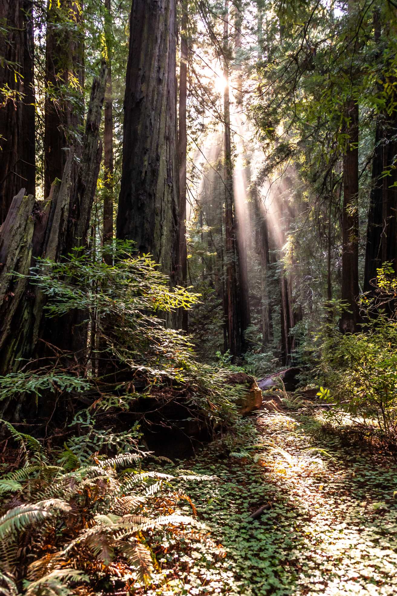 Marin Regional Forest Health Strategy Press Kit | One Tam