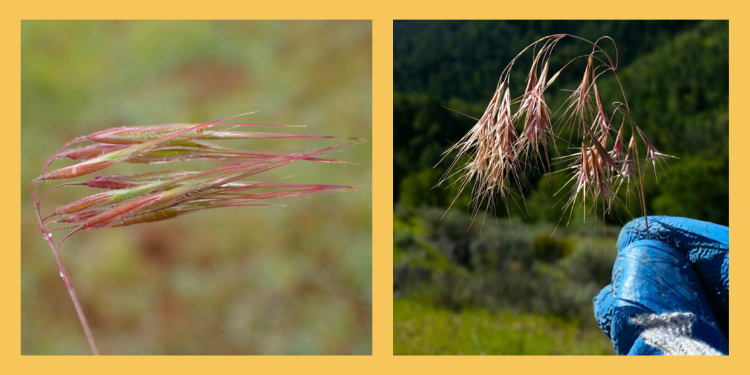 Challenging Cheatgrass | One Tam