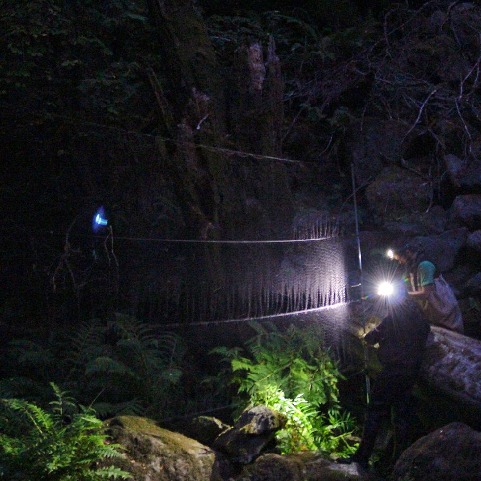 Bat Monitoring | One Tam