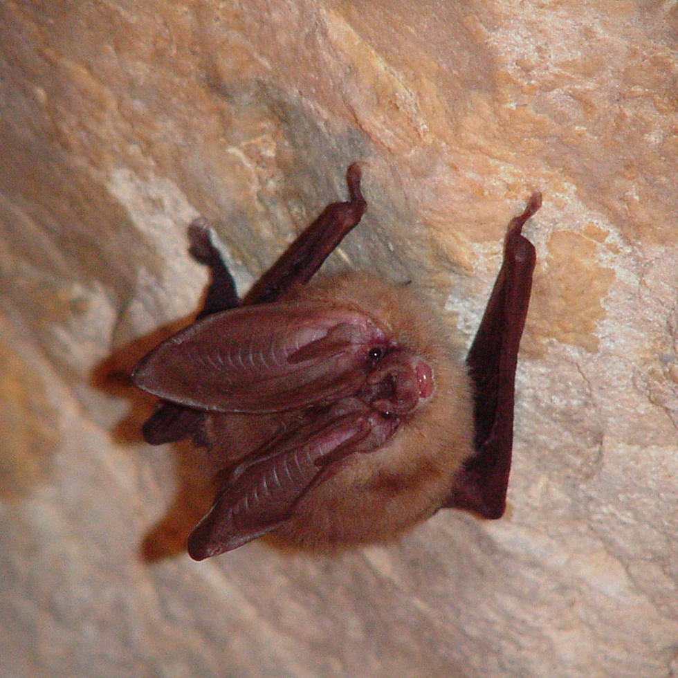 Bat Monitoring | One Tam